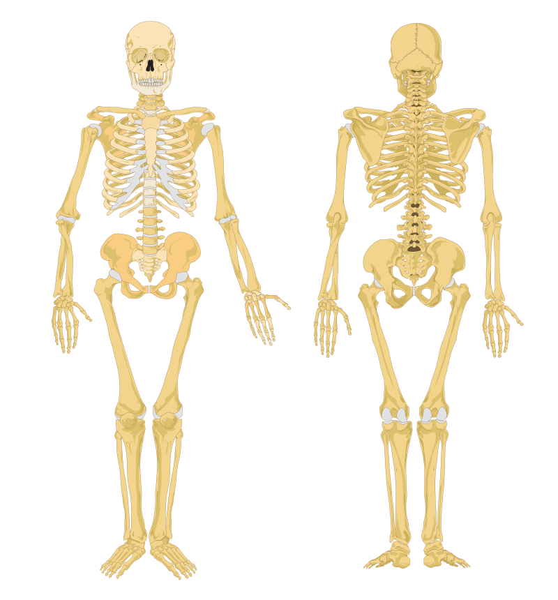 Human Skeletal System | Interacty project